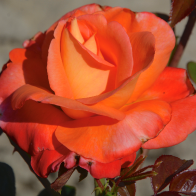 Voodoo – Golden Valley Rose Distributors LLC