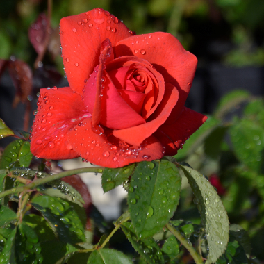 Fragrant Cloud – Golden Valley Rose Distributors LLC