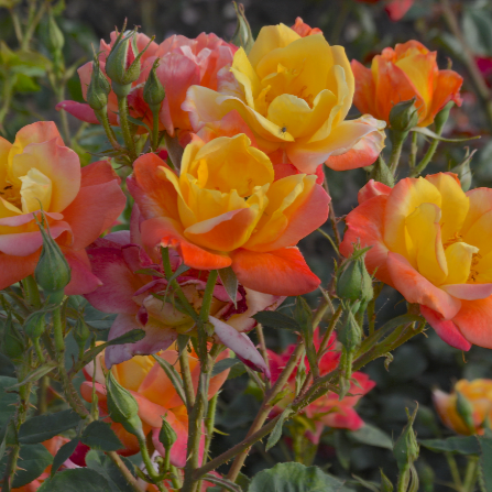 Mister Lincoln - 1 Gallon Own Root Rose – Golden Valley Rose ...